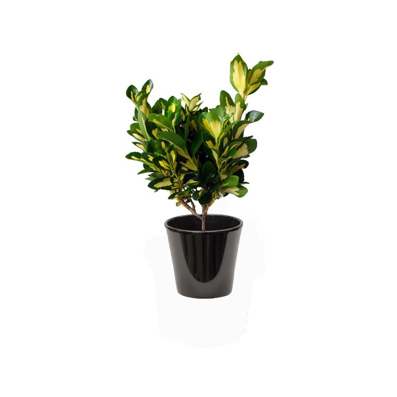 Fusain panaché (المضاض الملون) - Boutique Ben Cheikh Garden